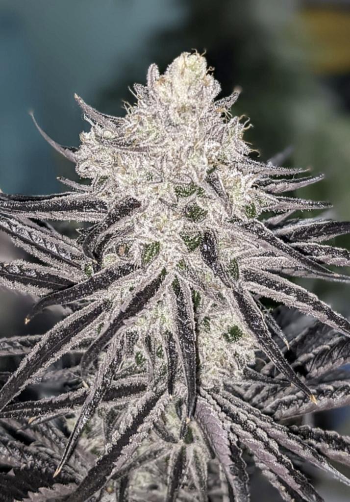 Freak Genetics Novelty Seeds – FreakGenetics
