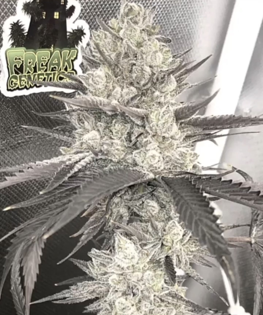 Freak Genetics Novelty Seeds – FreakGenetics